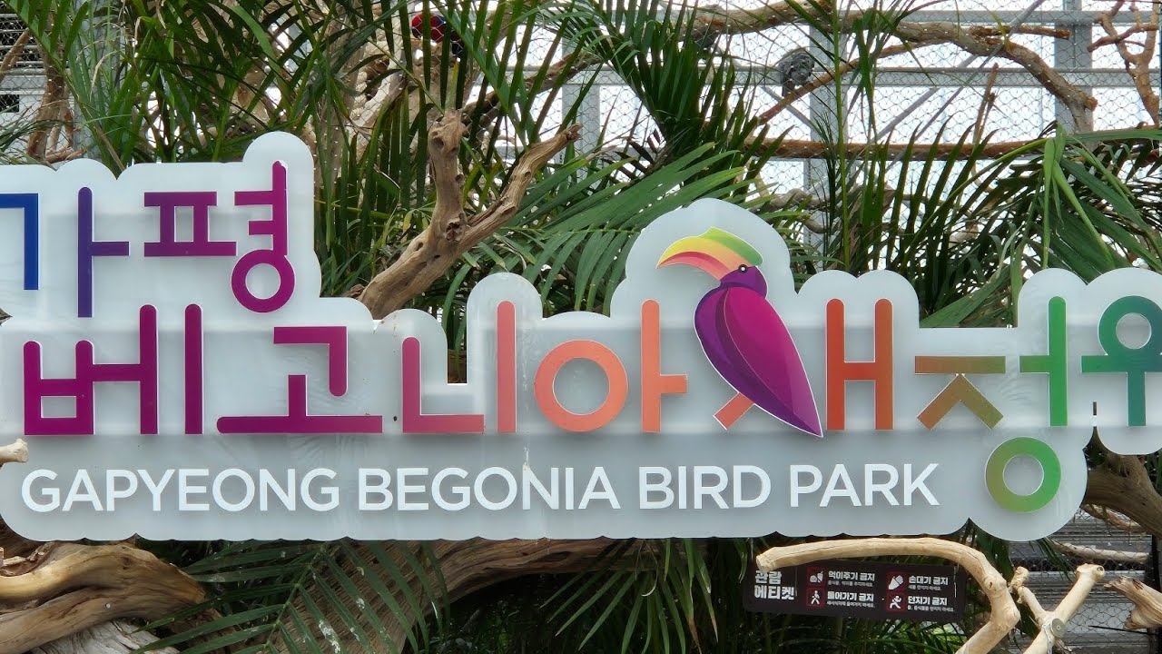 가평베고니아새공원 ( Gapyeong Begonia Bird Park ) - YouTube