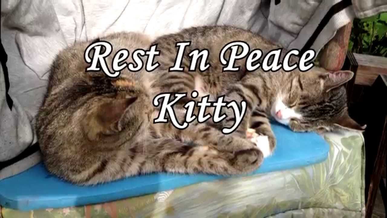 R.I.P Kitty - YouTube