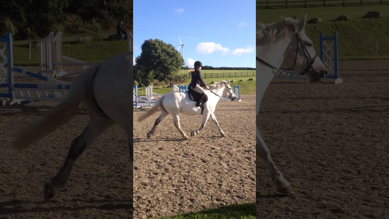 50cm show jumping - YouTube