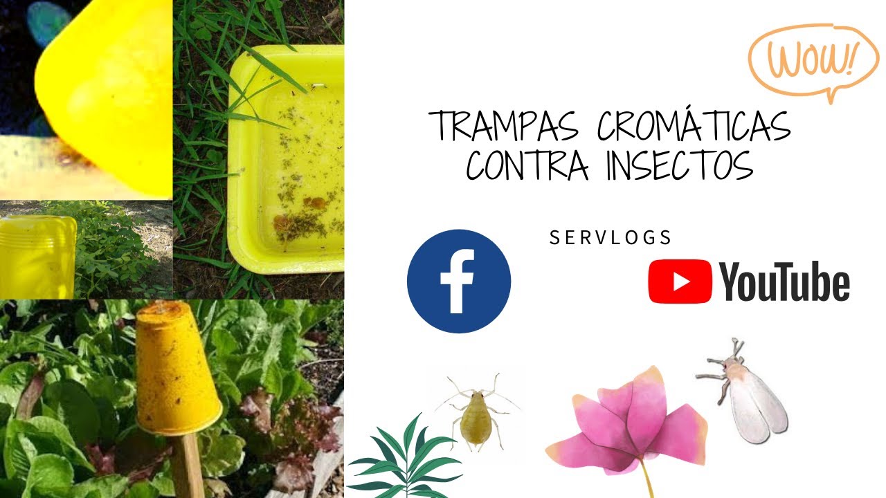 🍁Como hacer ᴛʀᴀᴍᴘᴀꜱ ᴄʀᴏᴍᴀᴛɪᴄᴀꜱ contra insectos | Control Etológico🍁 ...