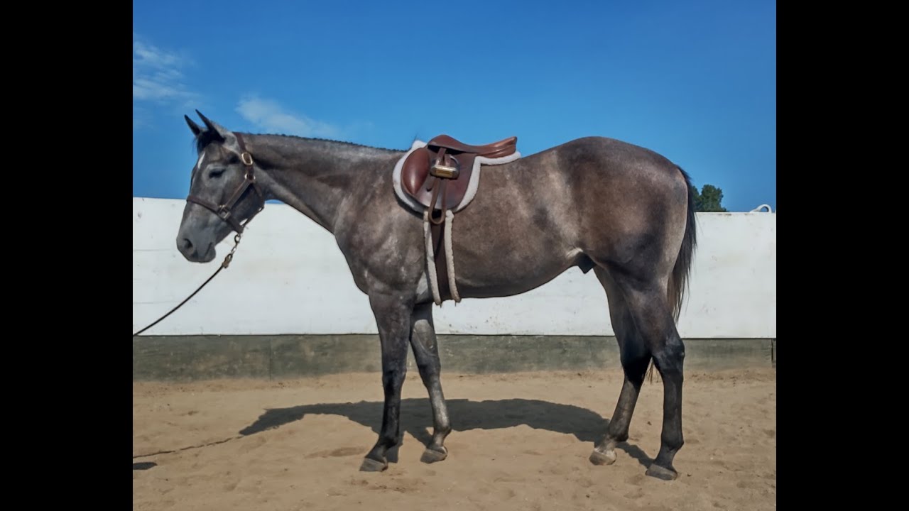 DGS Copy Cat - 2019 AQHA Gray Gelding by DGS Replicated - Round Pen 9/ ...