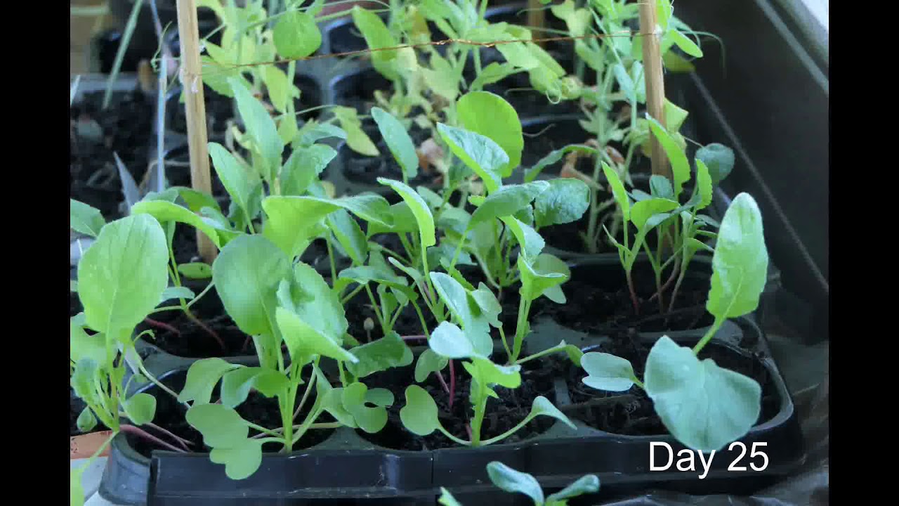 Time-lapse Video of plants growing, 30 day recap - YouTube