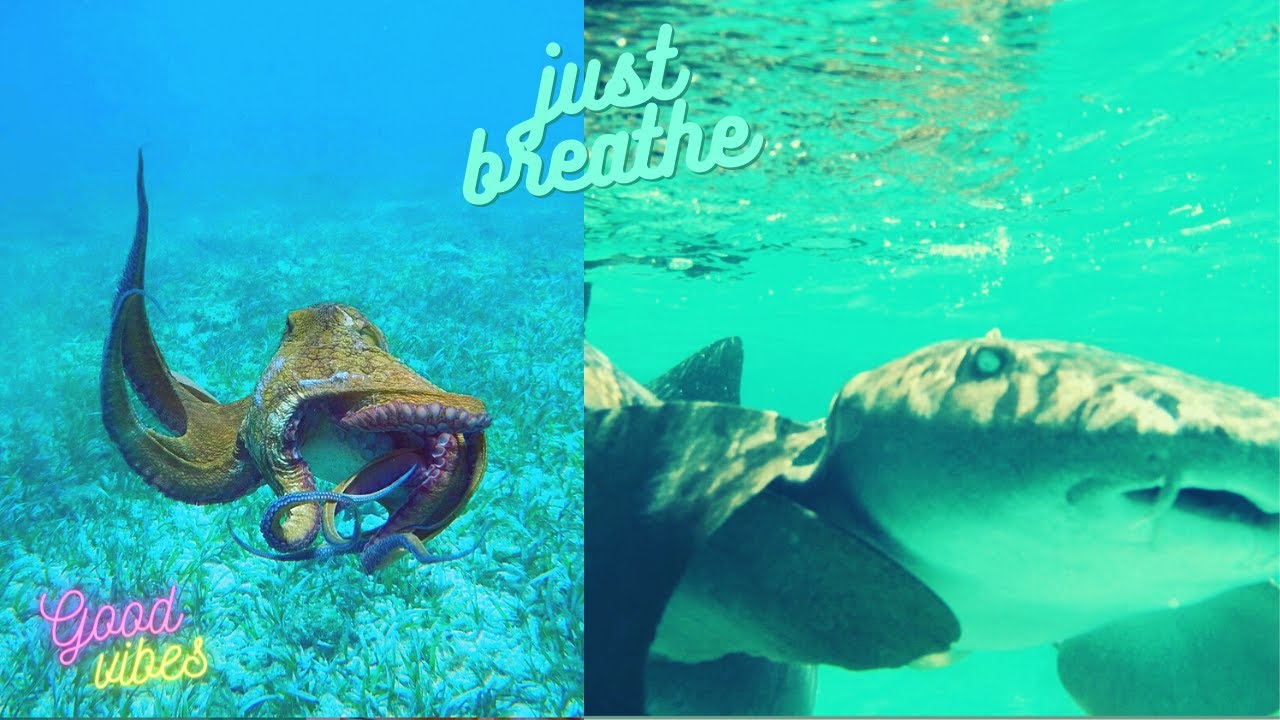 Underwater Adventures with Ese Loco | Caye Caulker | Belize - YouTube