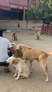 Paralyzed dogs welcoming caregiver in heartwarming scene - YouTube