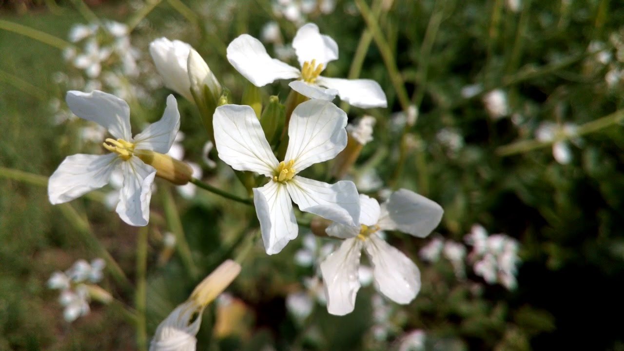 radish flowers white colored - YouTube