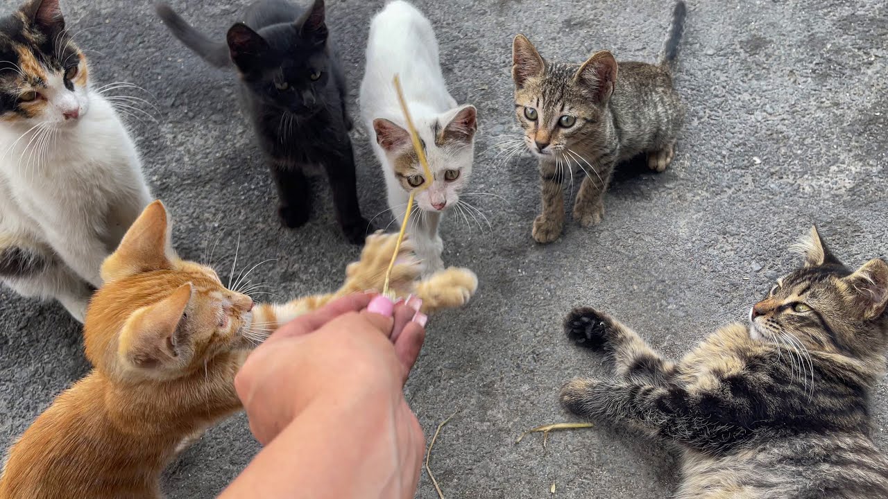 A group of playful cute cats are competing to play with a piece of wood ...
