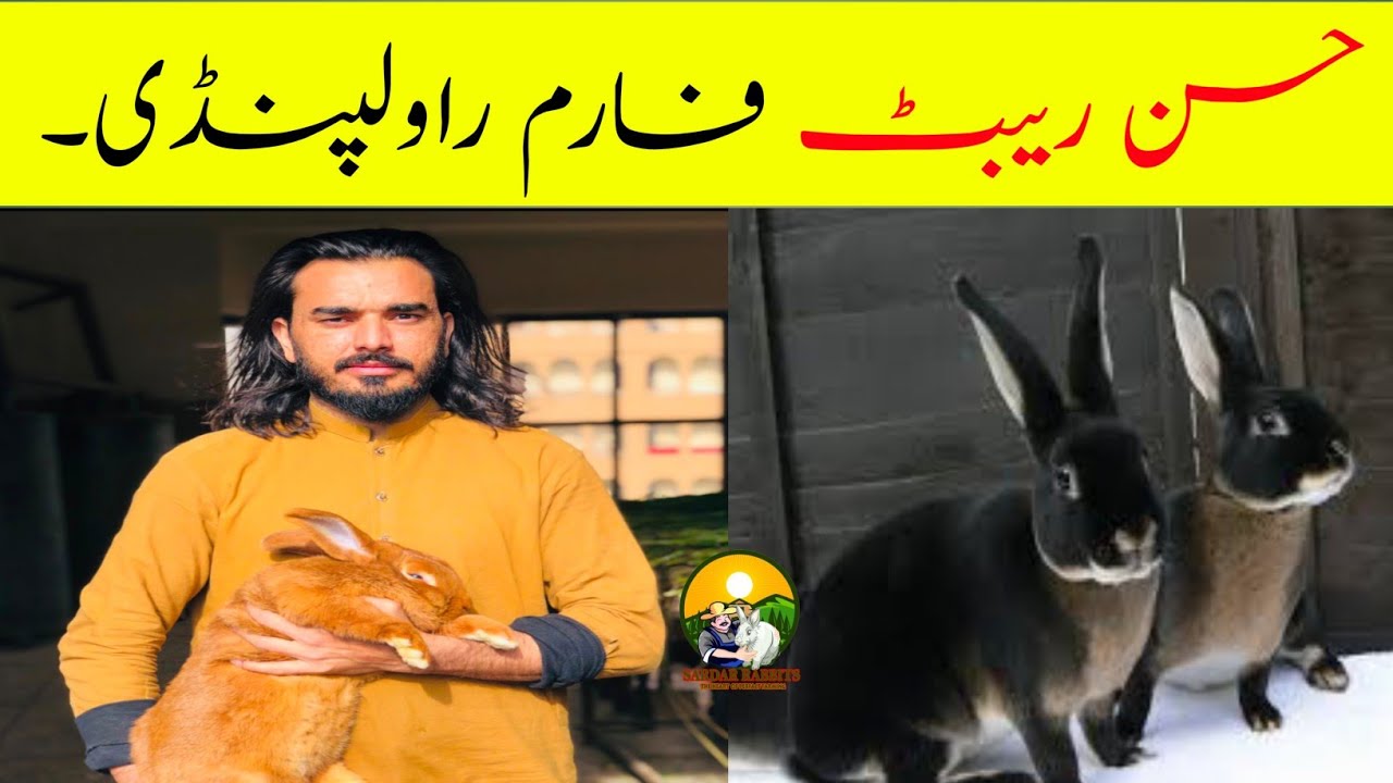 Hassan Rabbit Faram Rawalpindi. - YouTube