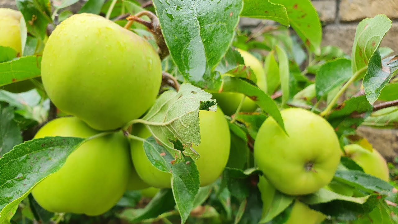 Apple Time🍎🍏 Growing apples is so rewarding. These trees are really ...