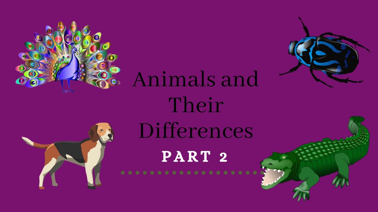 Animals and Their Differences Part 2 - YouTube