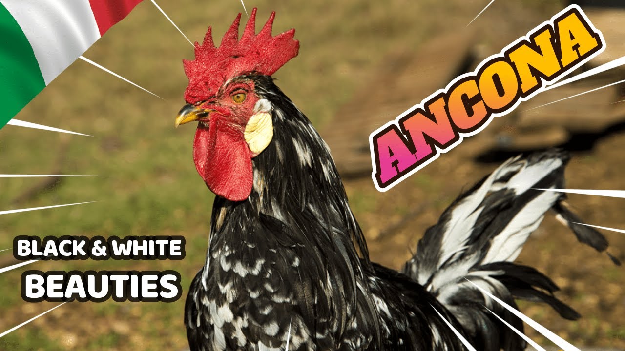 Ancona Chicken: The Beautiful and Productive Italian Breed - YouTube