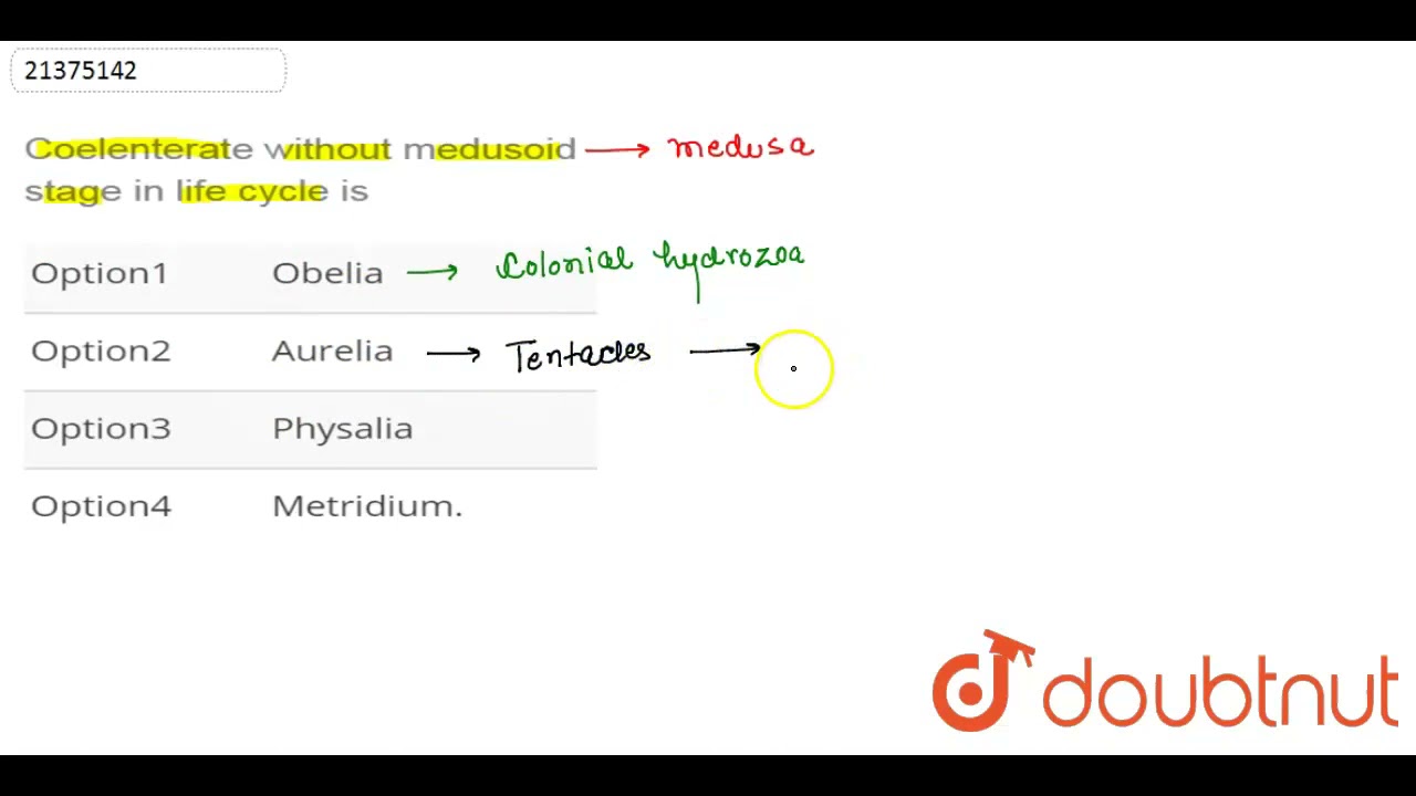 Metridium Life Cycle