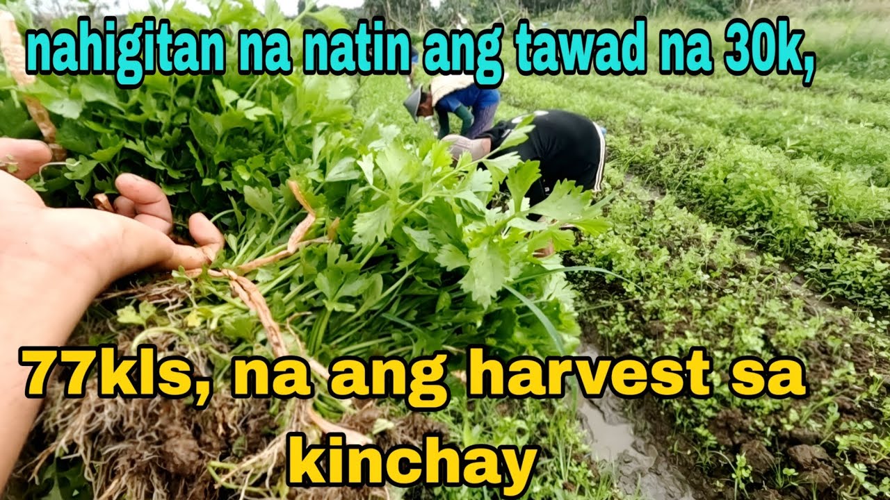 Matapatan na natin ang tawad na 30k sa kinchay - YouTube