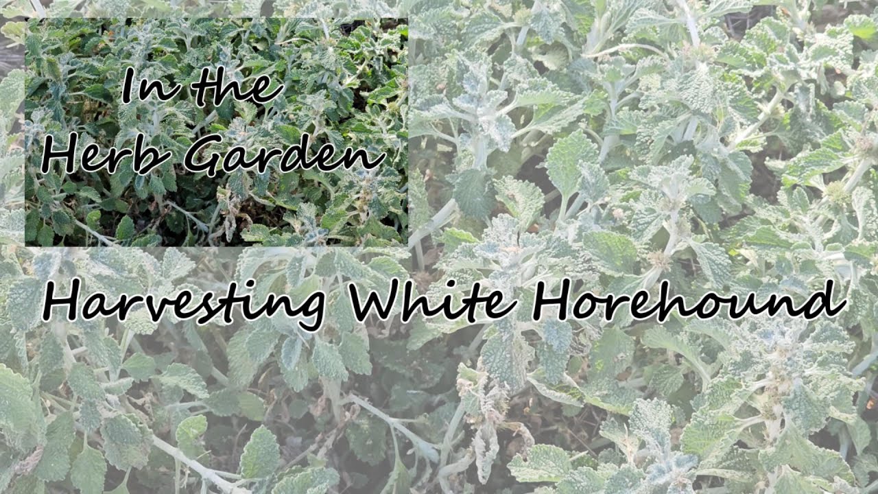 In the Herb Garden: Harvesting White Horehound - YouTube