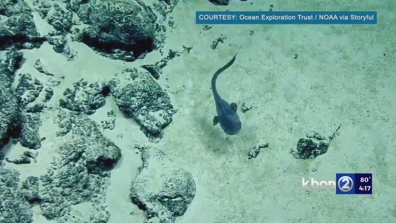Deepest fish ever found caught smiling for camera - YouTube