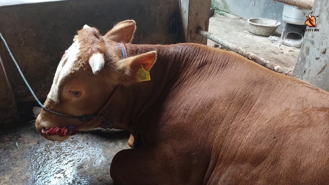 MULAI ADA LUKA DI KUKU... DAY 3 SAPI DI KANDANG KENA PMK‼️ - YouTube