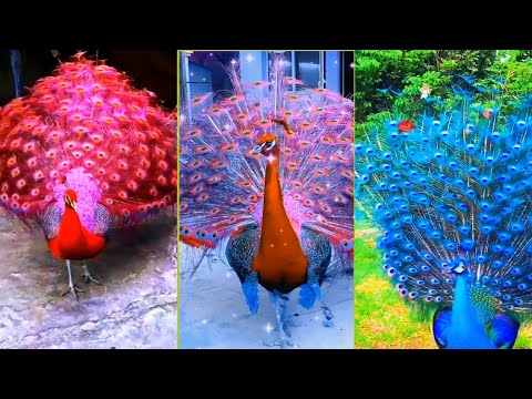 Peacock opening feathers，Most beautiful peacocks in the world，Peacock video