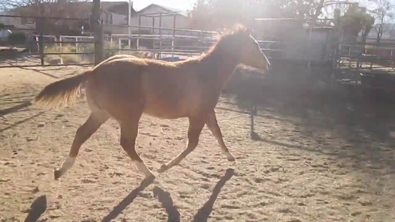 FOR SALE: RED DUN FILLY POCO BUENO ZAN PARR BAR TOP MOON BARTENDER ...