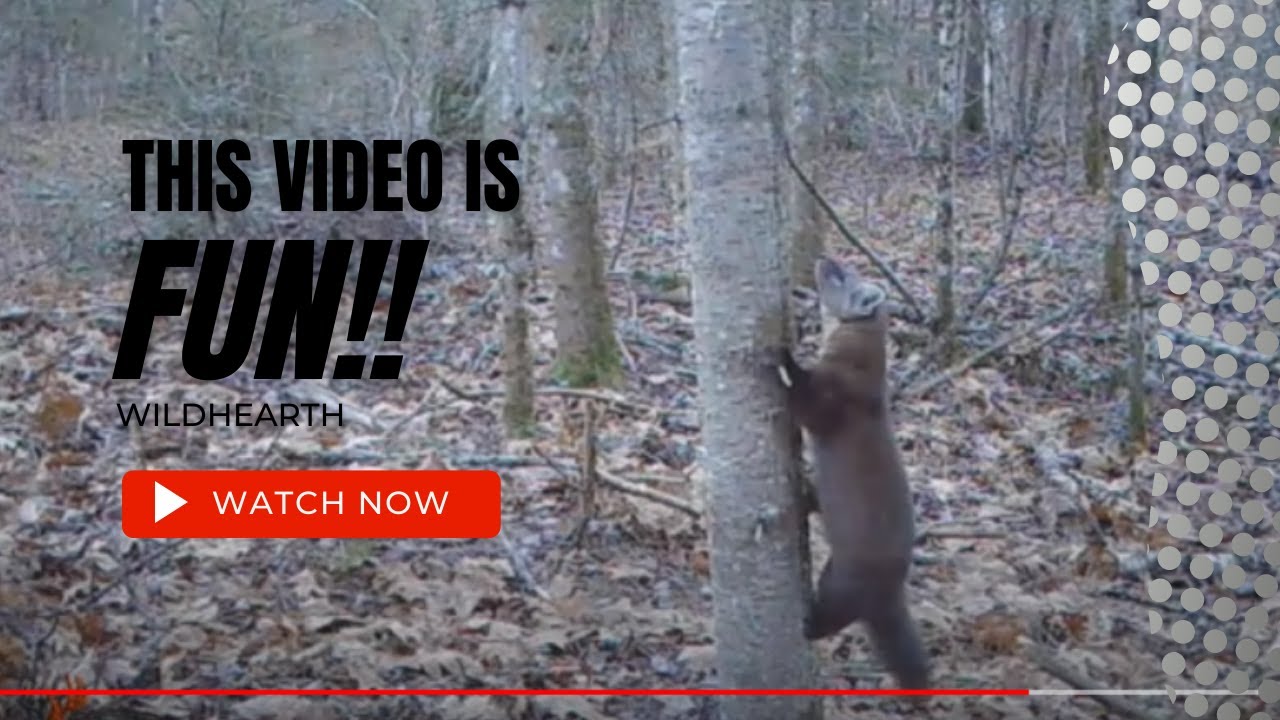 Fun Video! - Animals Fall From the Sky, Steal from One Another, and ...