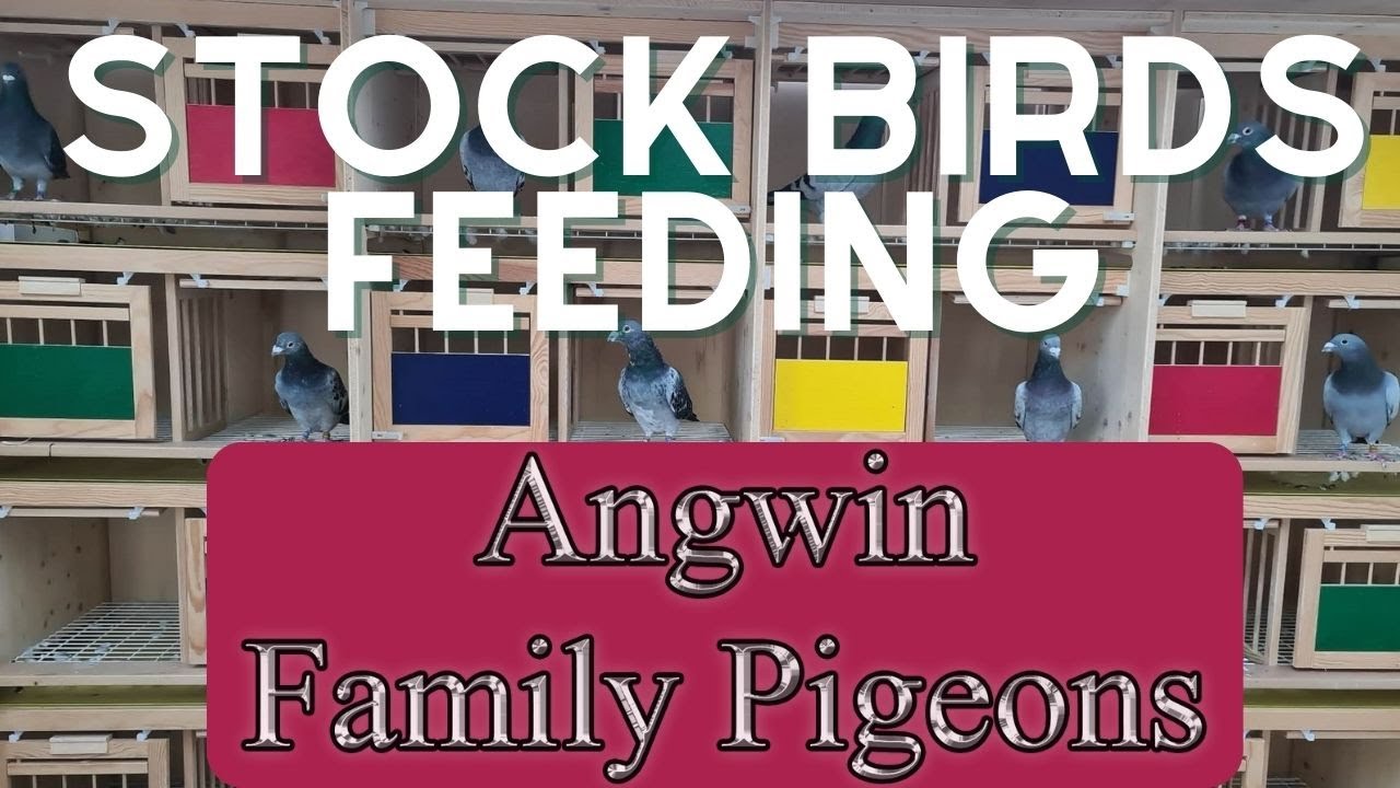 Angwin Family Pigeons - Stock racing Pigeons Feeding program - YouTube