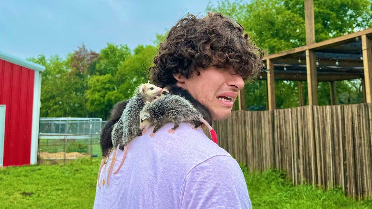RELEASING 40+ OPOSSUMS (Urban Rescue Ranch Lost Episode) *low quality ...