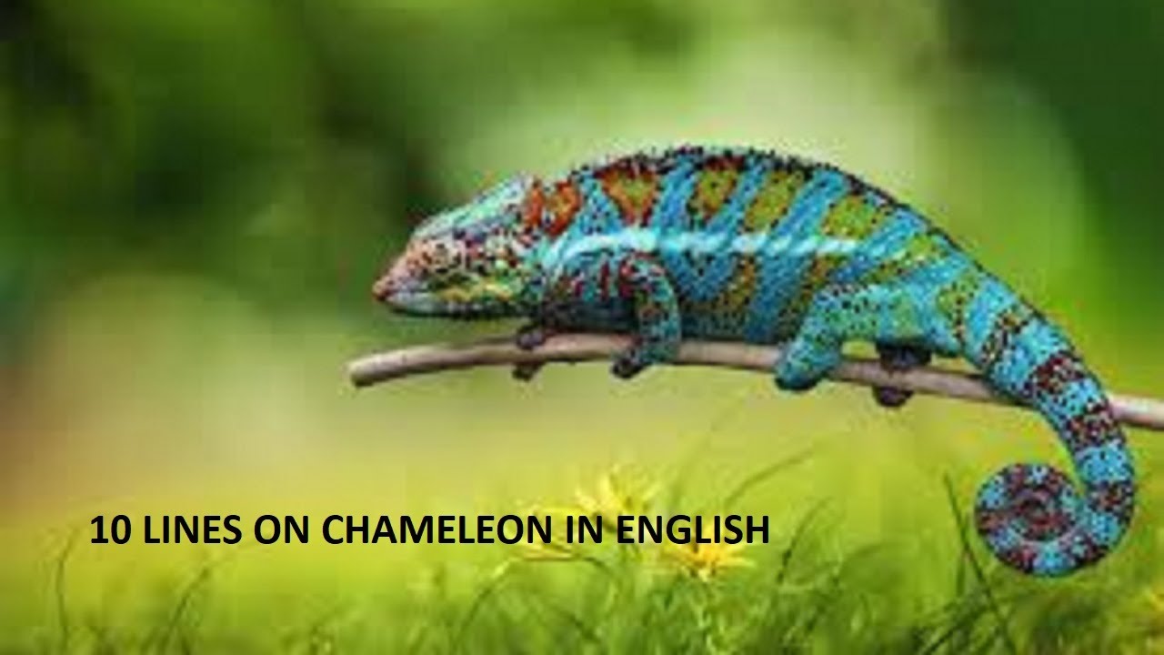 10 LINES ON CHAMELEON IN ENGLISH| SIMPLE ESSAY ON CHAMELEON FOR KIDS ...