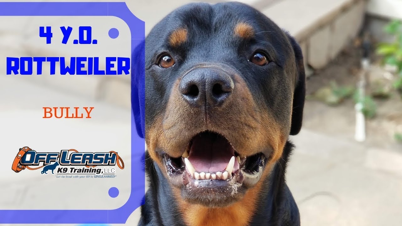 4 YEAR OLD ROTTWEILER "BULLY" - 2 WEEK BOARD AND TRAIN WITH MEGHAN ...