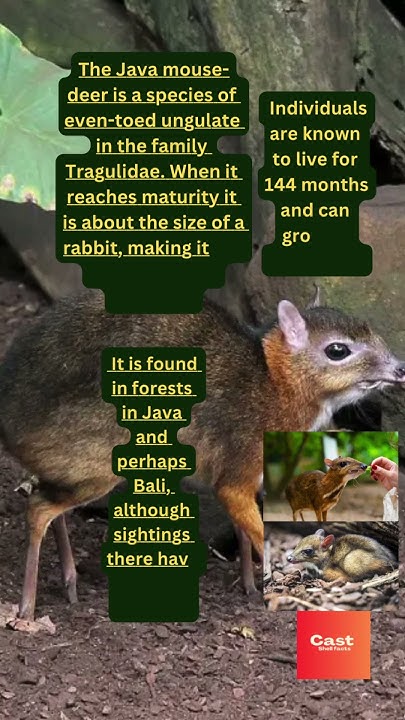 The Java mouse-deer smallest living ungulate#shorts - YouTube