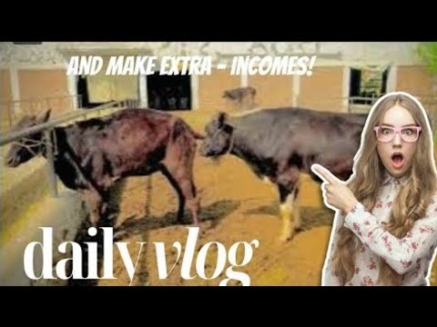 First time Cow mating with Big Bull | Animal Enjoy First Time | sab kuch animals bf 