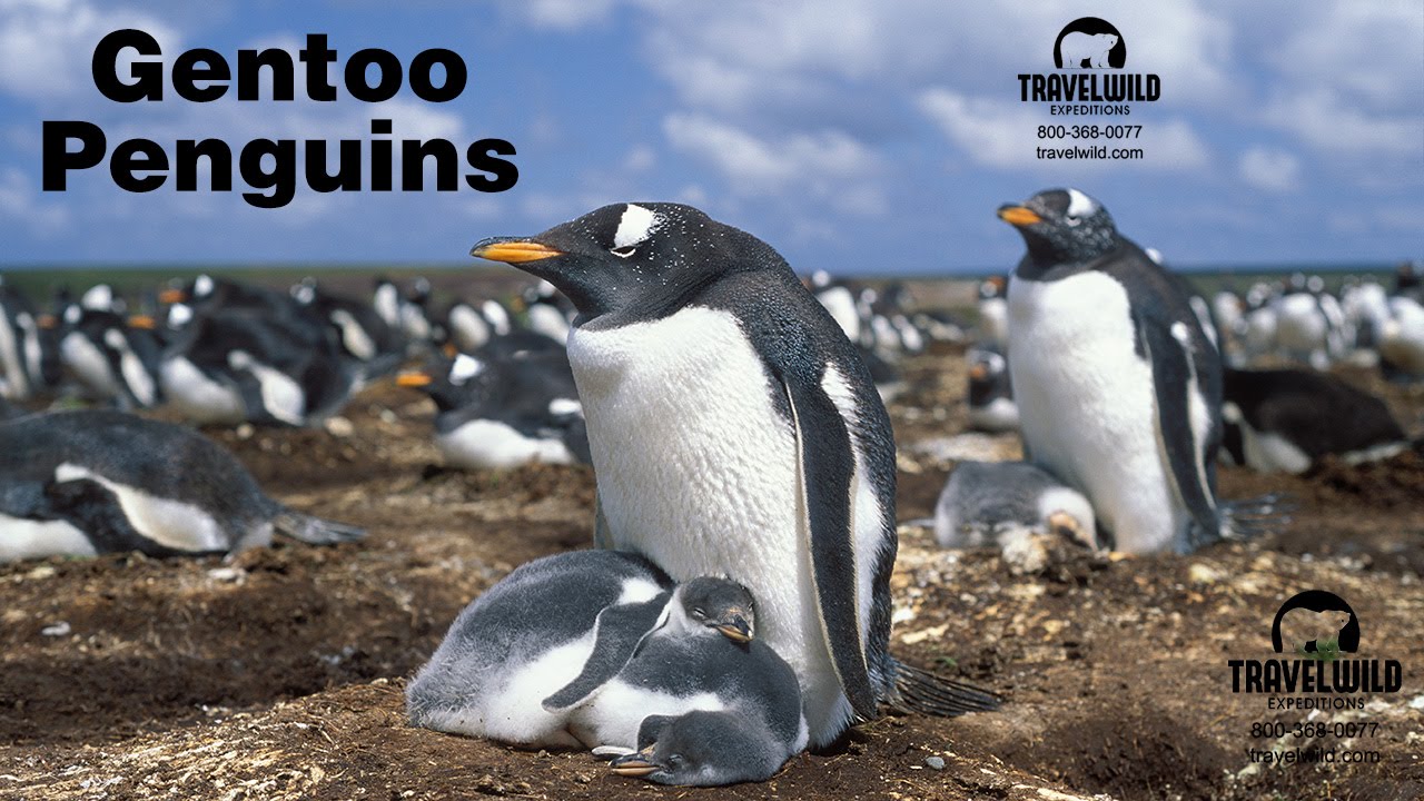 Gentoo penguin feeds chick - YouTube