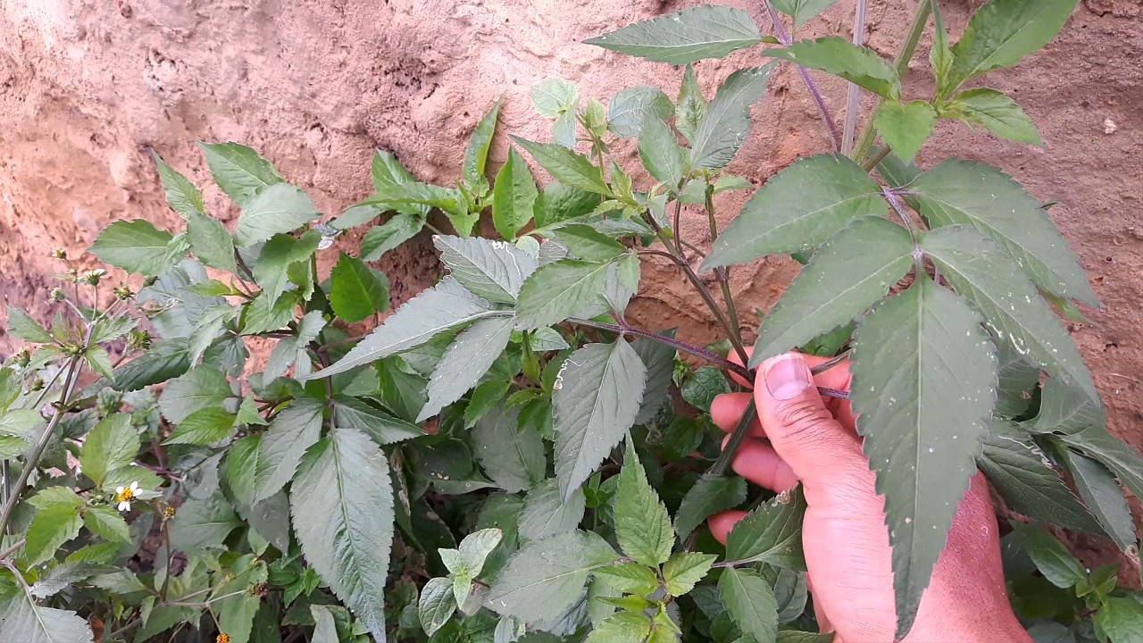 Planta Chipaca, Sipaca, Papunga, o Amor seco - YouTube