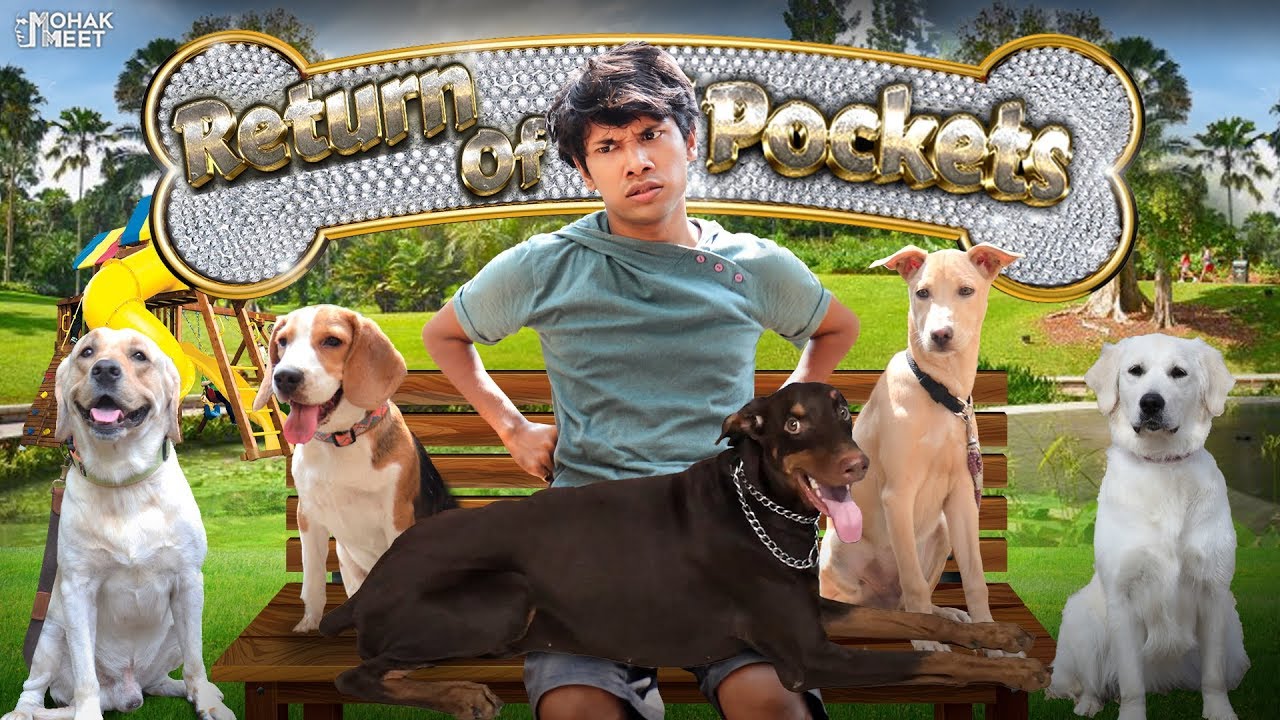 DOG SHORT FILM | RETURN OF POCKETS | BEAGLE - DOBERMAN - LABRADOR | # ...