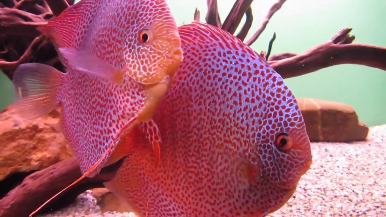 Face Spotted Discus Pair - by Marc Volders - YouTube