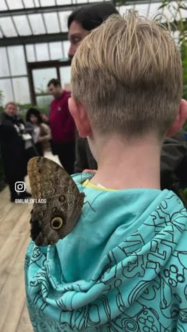 Tropical Butterfly House Wildlife conservation Park, Sheffield. - YouTube