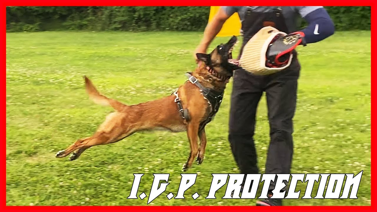 IGP Protection Training - Mohawk's Gamble - 8/19/2024 - YouTube