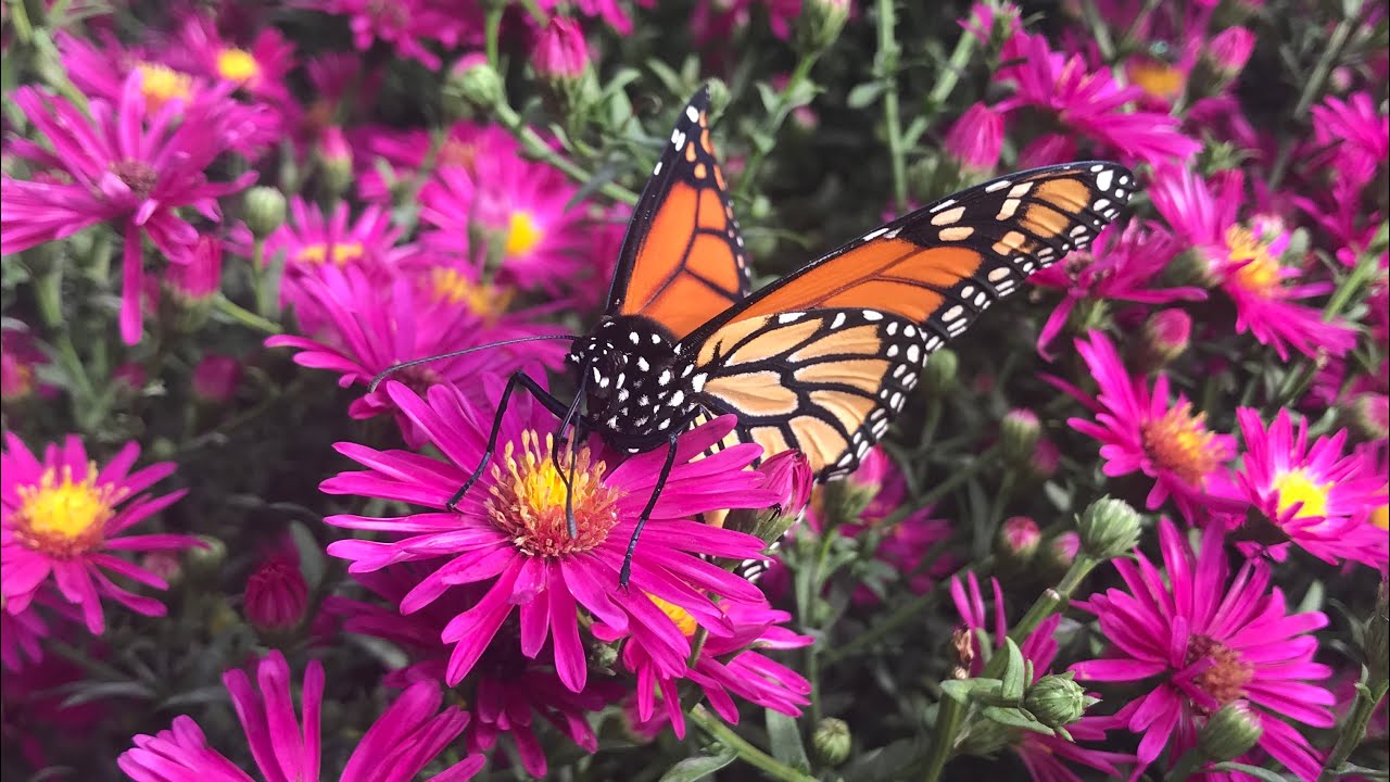 At Last -- Etta James cover by Patrick Barber - YouTube