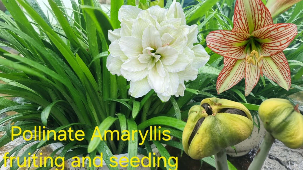 How to pollinate Amaryllis lilies to produce seeds | Growing ...
