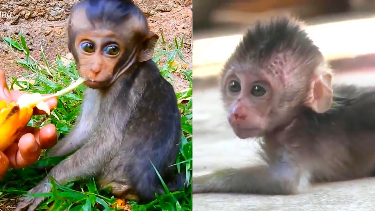 Poor baby monkey, paralyzed with two legs, crying loudly, begging for ...