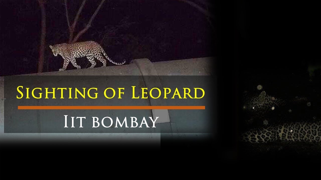 Leopard in IIT Bombay campus | Sighting of Leopards in IIT Bombay ...