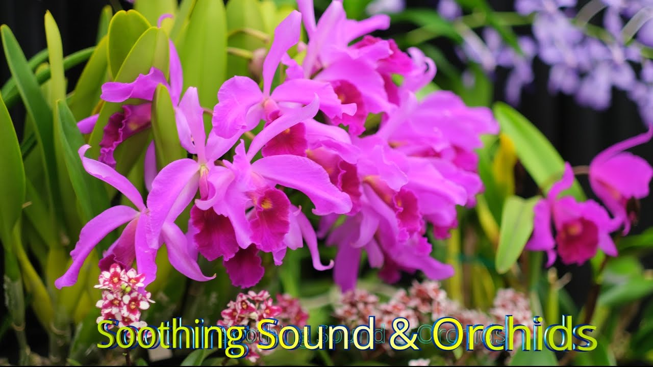 Soothing Sound & Orchids - YouTube