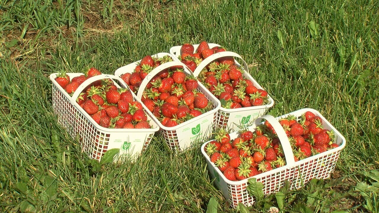 Strawberry season has officially started at Belluz Farms - YouTube