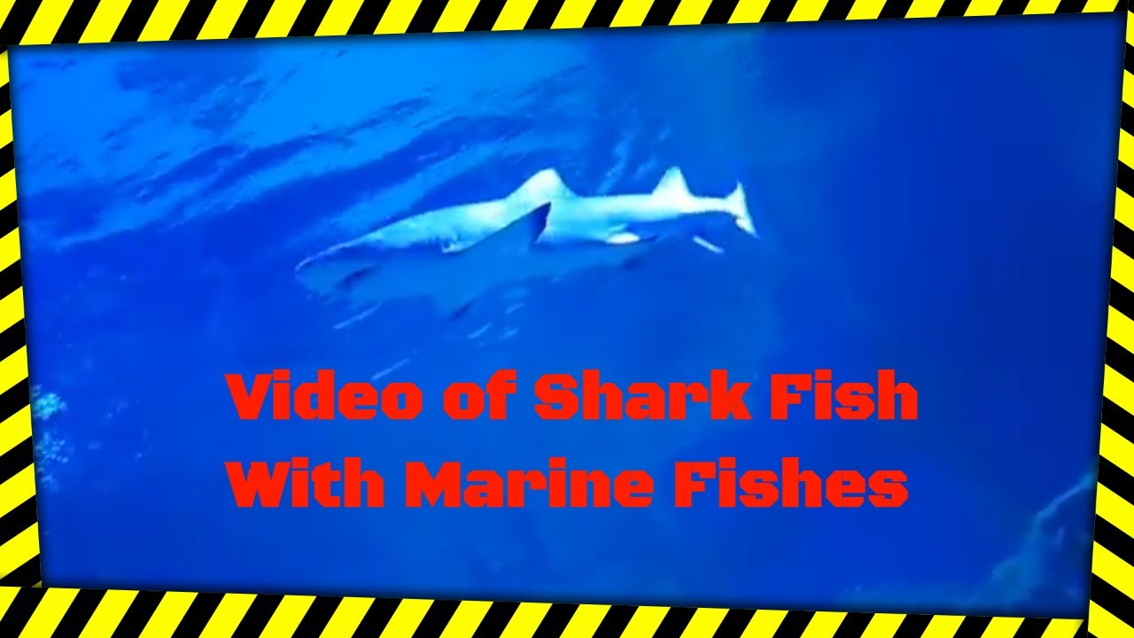Shark @ underwater aquarium @ Chennai, India - YouTube