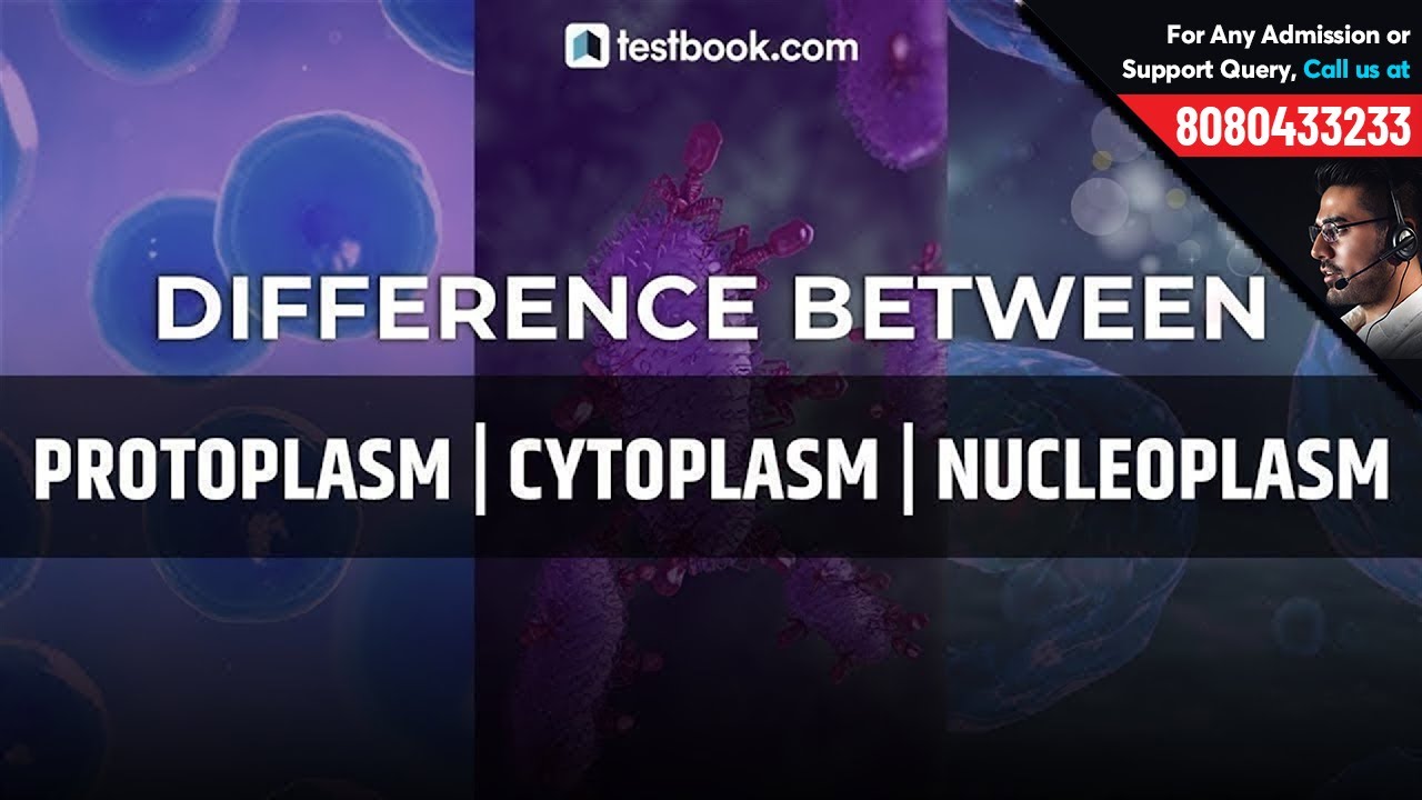 Difference Between Cytoplasm And Nucleoplasm Definition