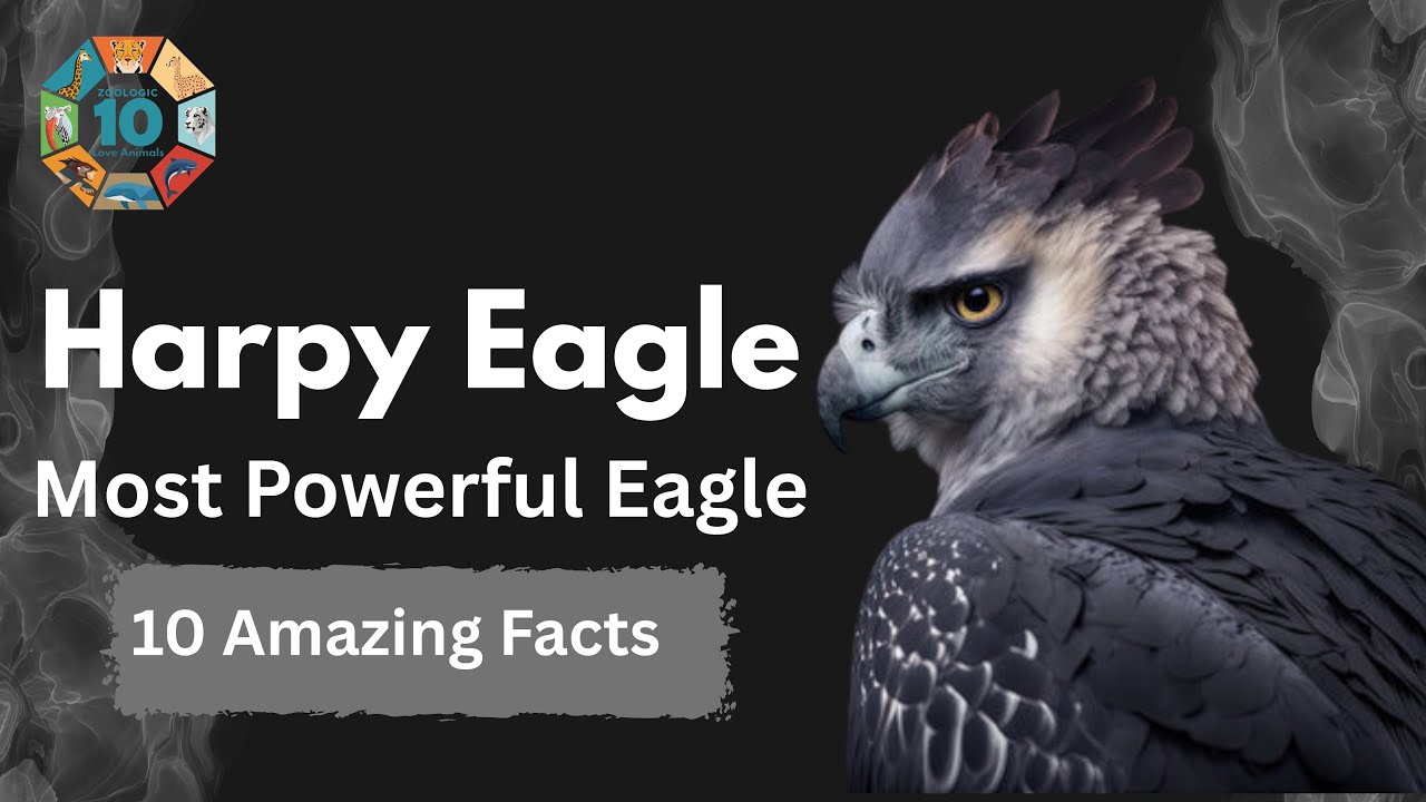 Harpy Eagle | 10 Amazing Facts About the World’s Most Powerful Eagle ...