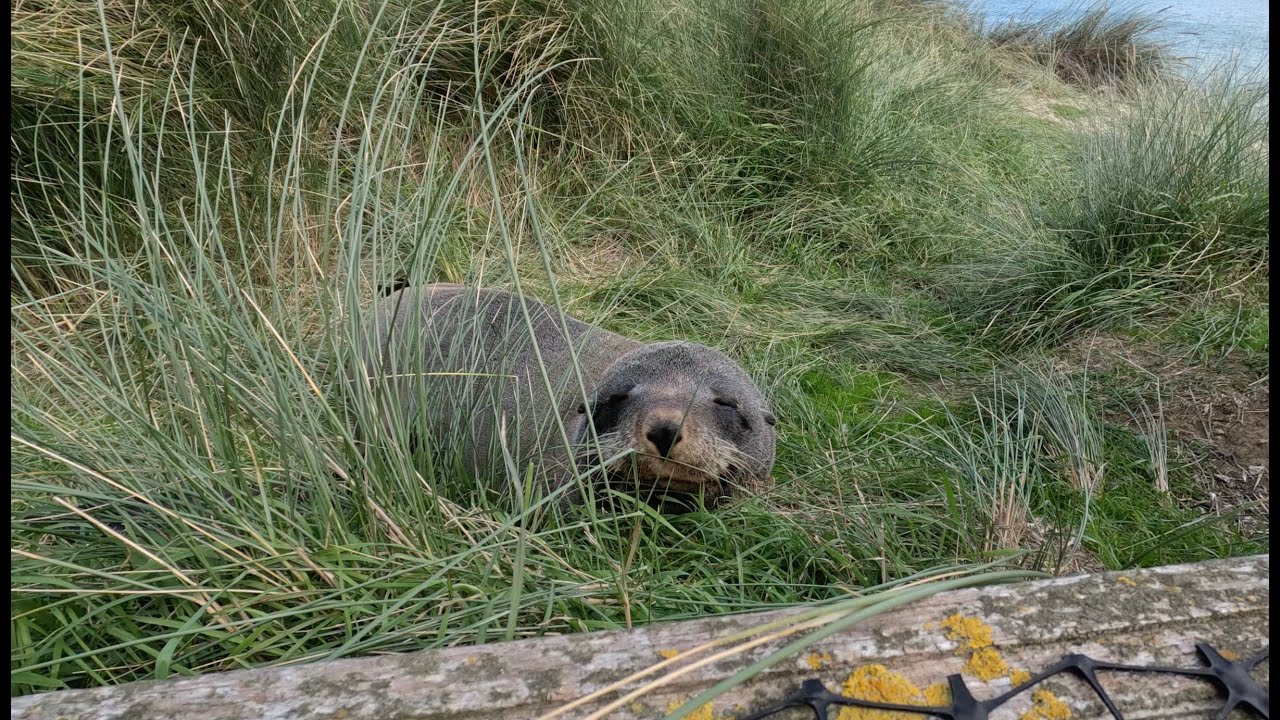 A cute seal at Dunedin NZ April 2023 - YouTube