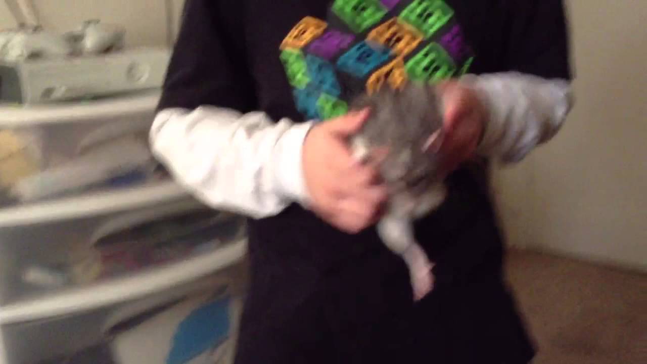 Barnyard movie in real life - YouTube