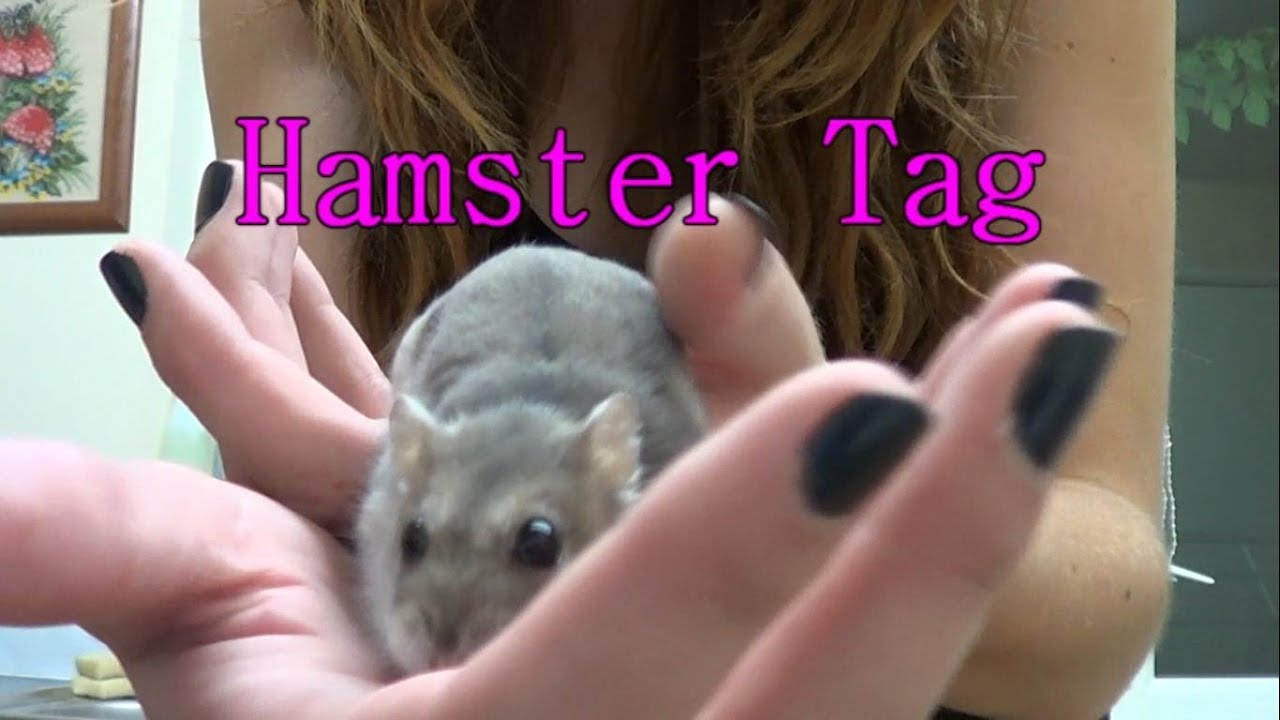 Hamster Tag - YouTube