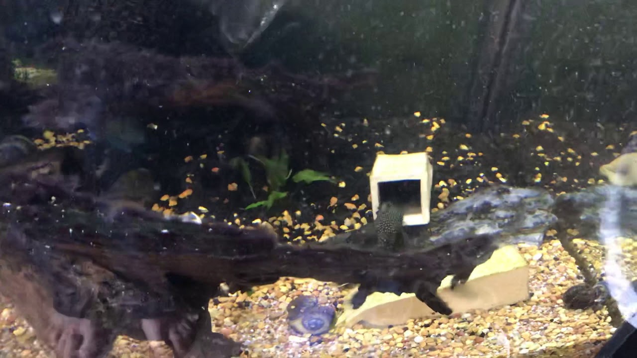 Long Fin Lemon Drop plecos breeding - YouTube