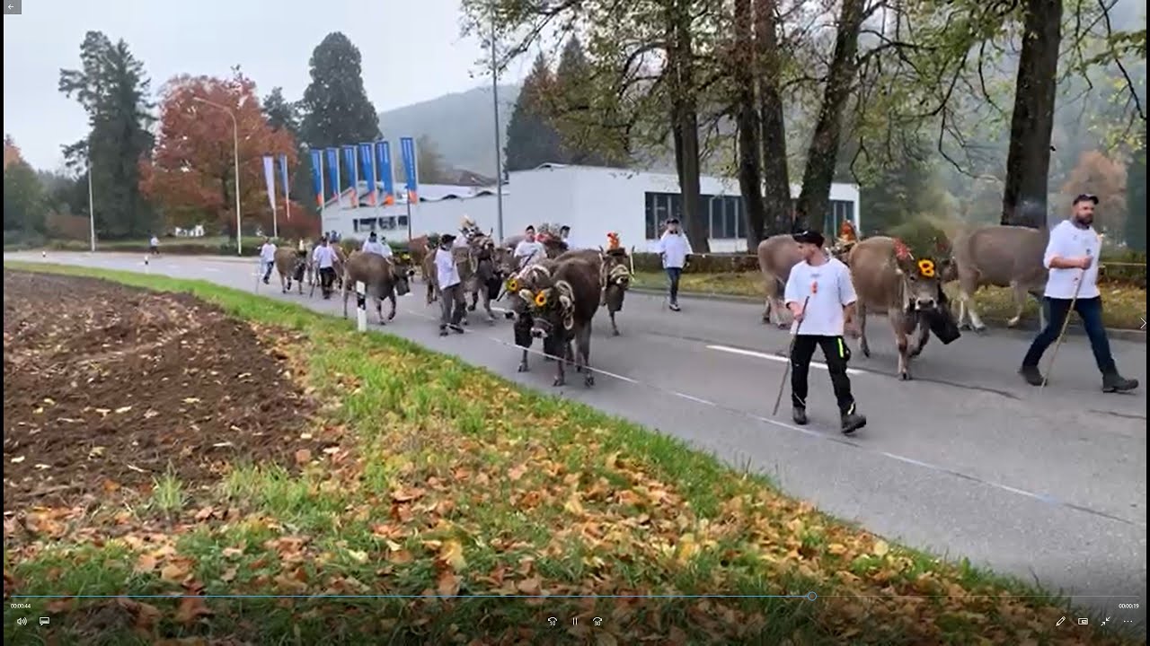 Die Familie Peter Nussbaumer lief mit ihrer Viehherde an die Viehschau ...