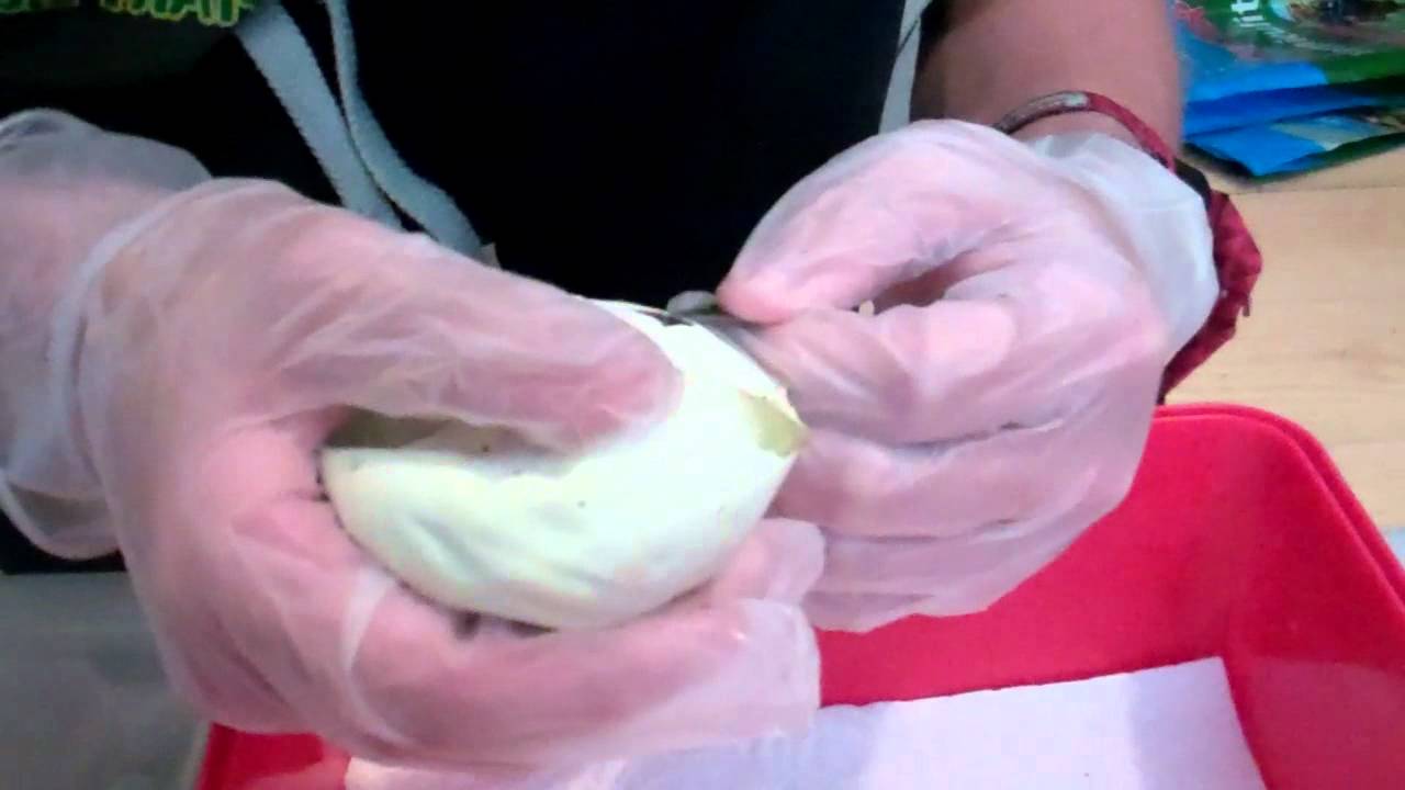 Burmese python egg cutting 2012 clutch 1 part 1 - YouTube