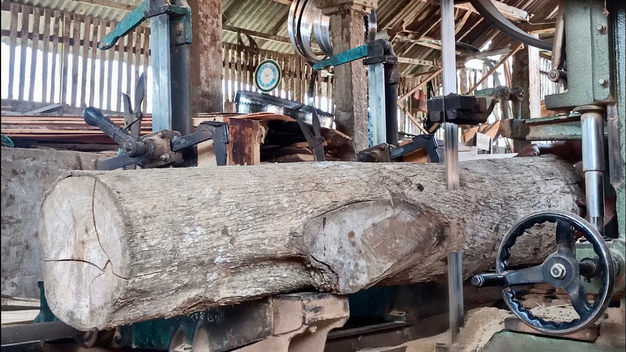 Quality teak wood is usually cut using a bandsaw machine - pine sawmill ...